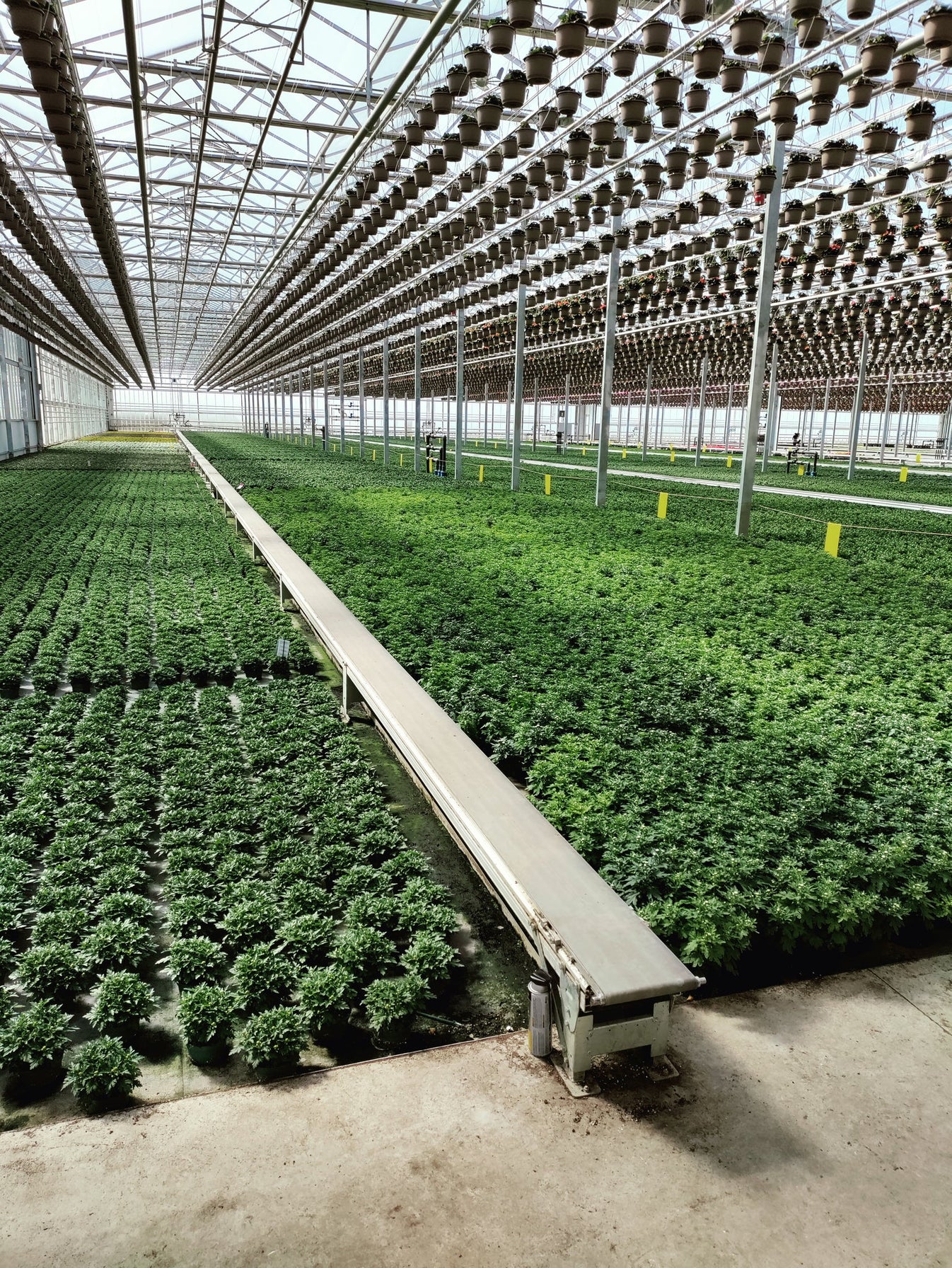 Used Conveyors – Niagara Greenhouse Equipment